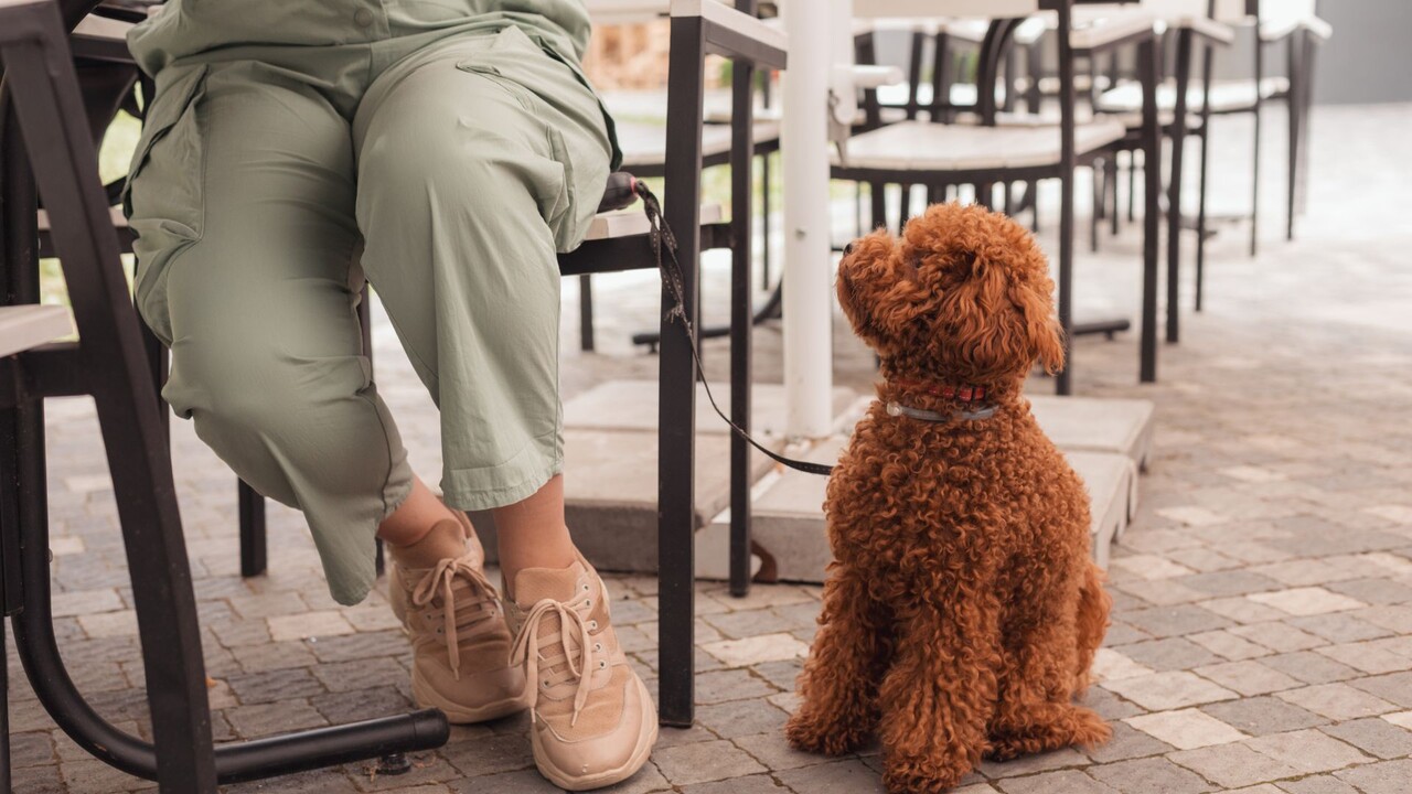 Create Pet Friendly Restaurant With 5 Simple Tips